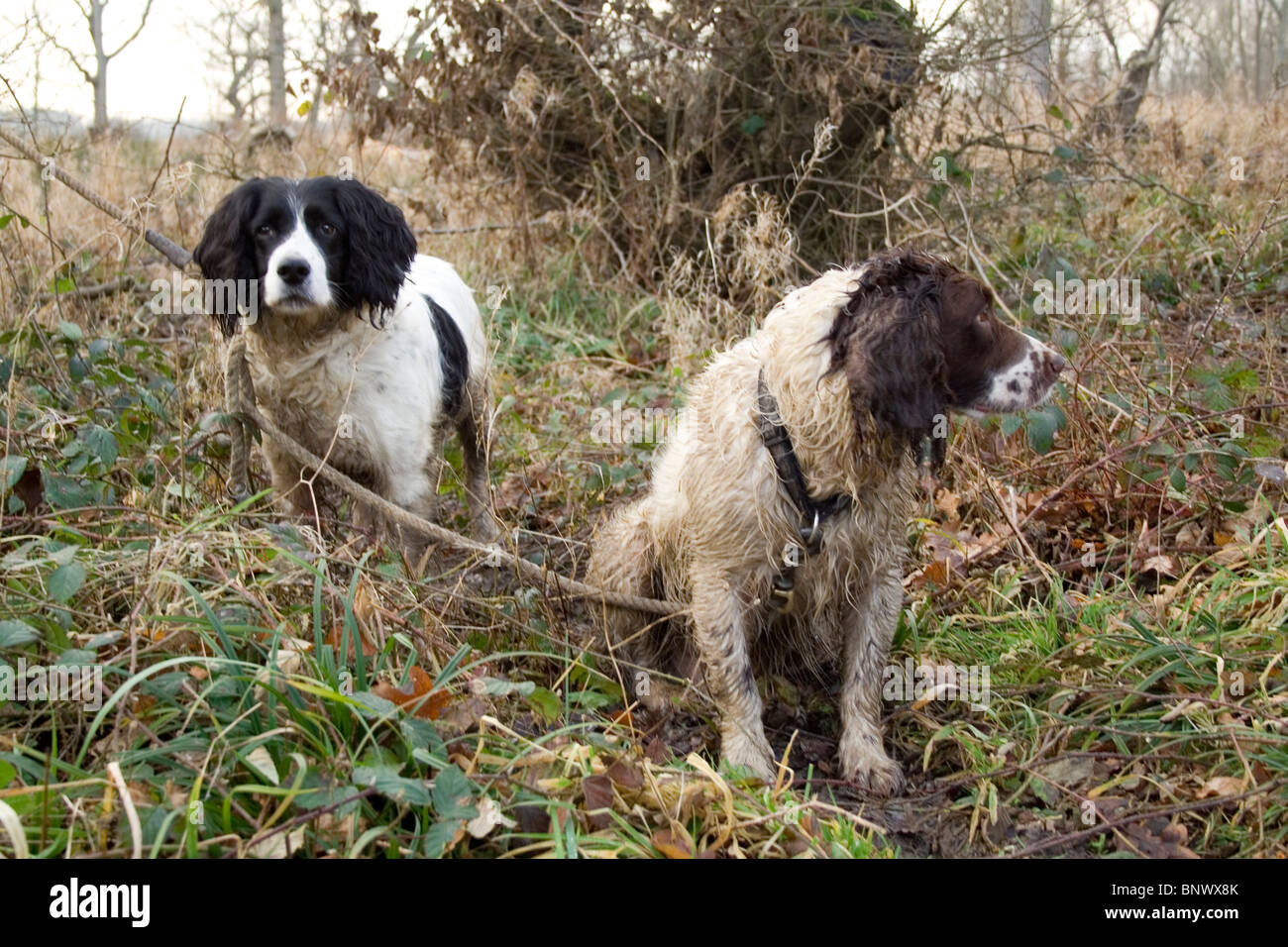 Two gun dogs waiting in the woods Stock Photo - Alamy
