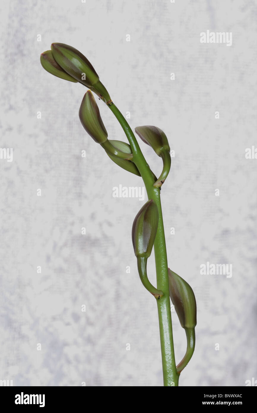 Extending flowers hi-res stock photography and images - Alamy