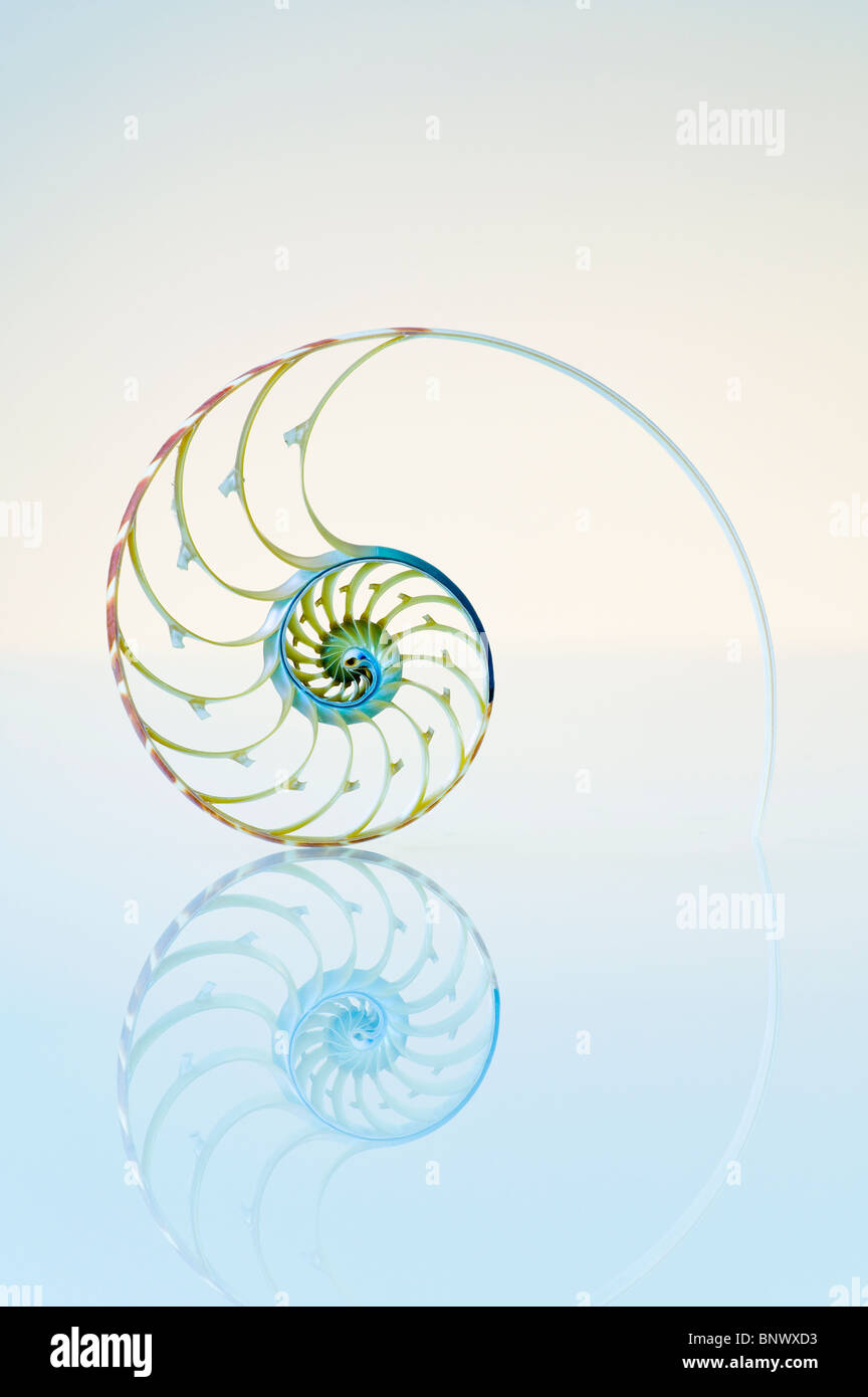Nautilus shell hi-res stock photography and images - Alamy