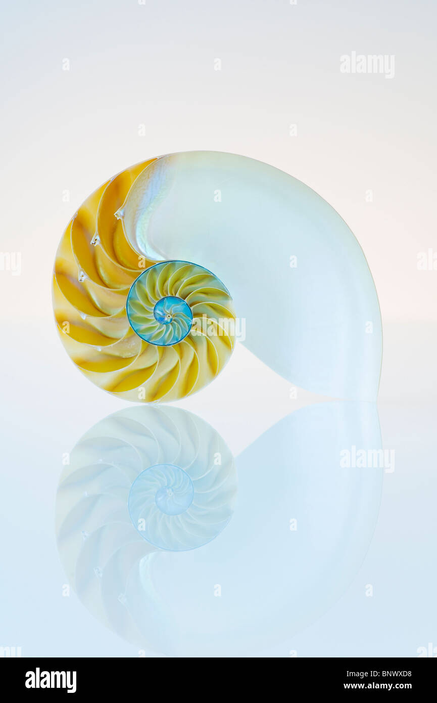 Nautilus shell hi-res stock photography and images - Alamy