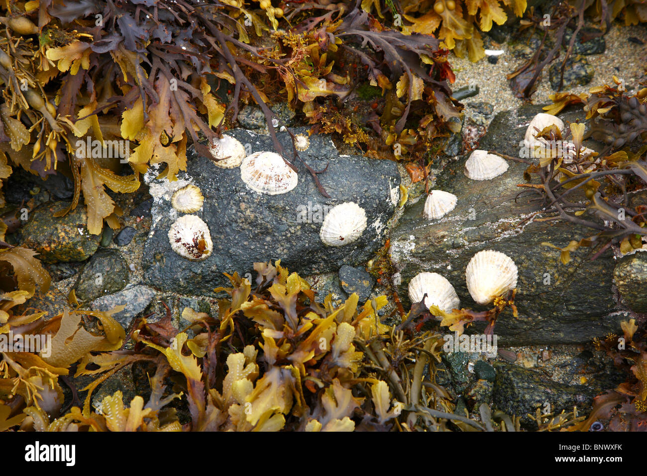 Atlantic Ocean Plants