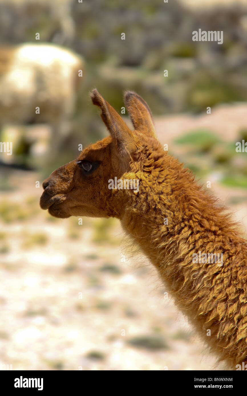 Llama in peru hi-res stock photography and images - Alamy
