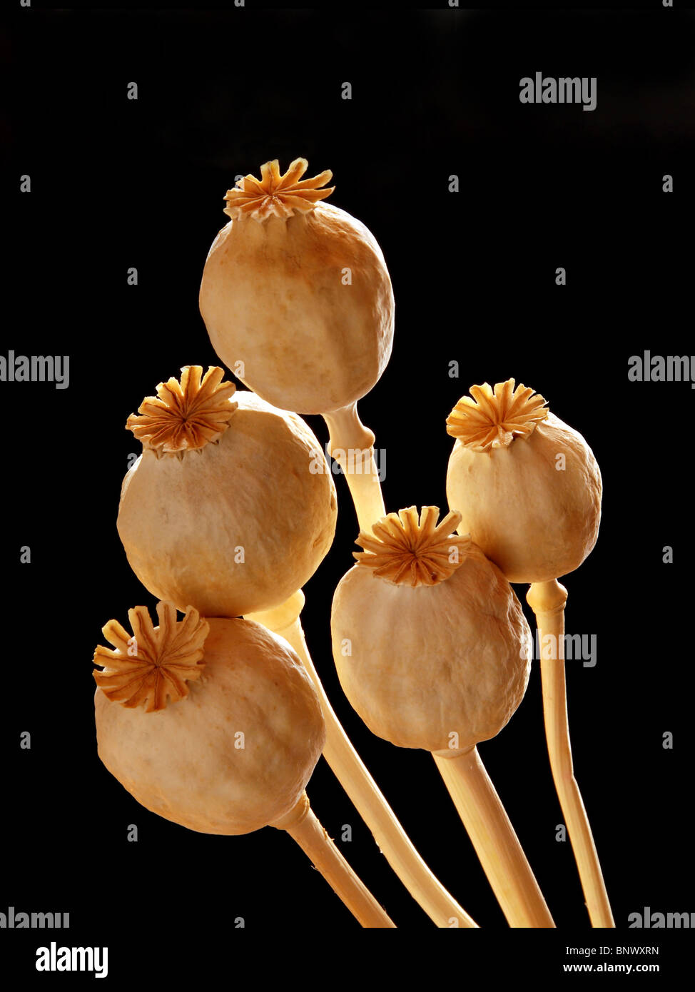 Dry poppy heads on black background Stock Photo - Alamy