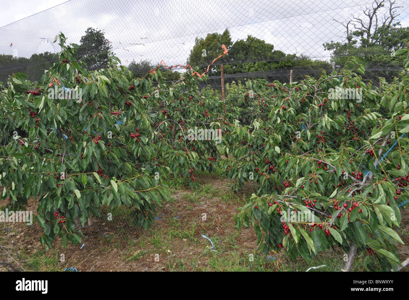 Cherry Orchard High Resolution Stock Photography and Images - Alamy