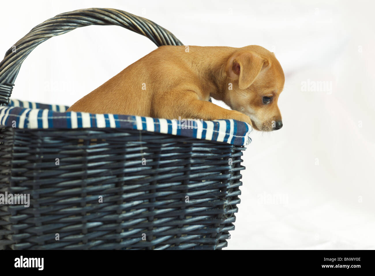 Puppy in fear Stock Photo - Alamy