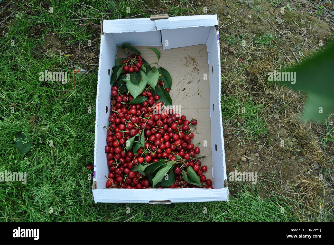 Cherries in a box hi-res stock photography and images - Alamy
