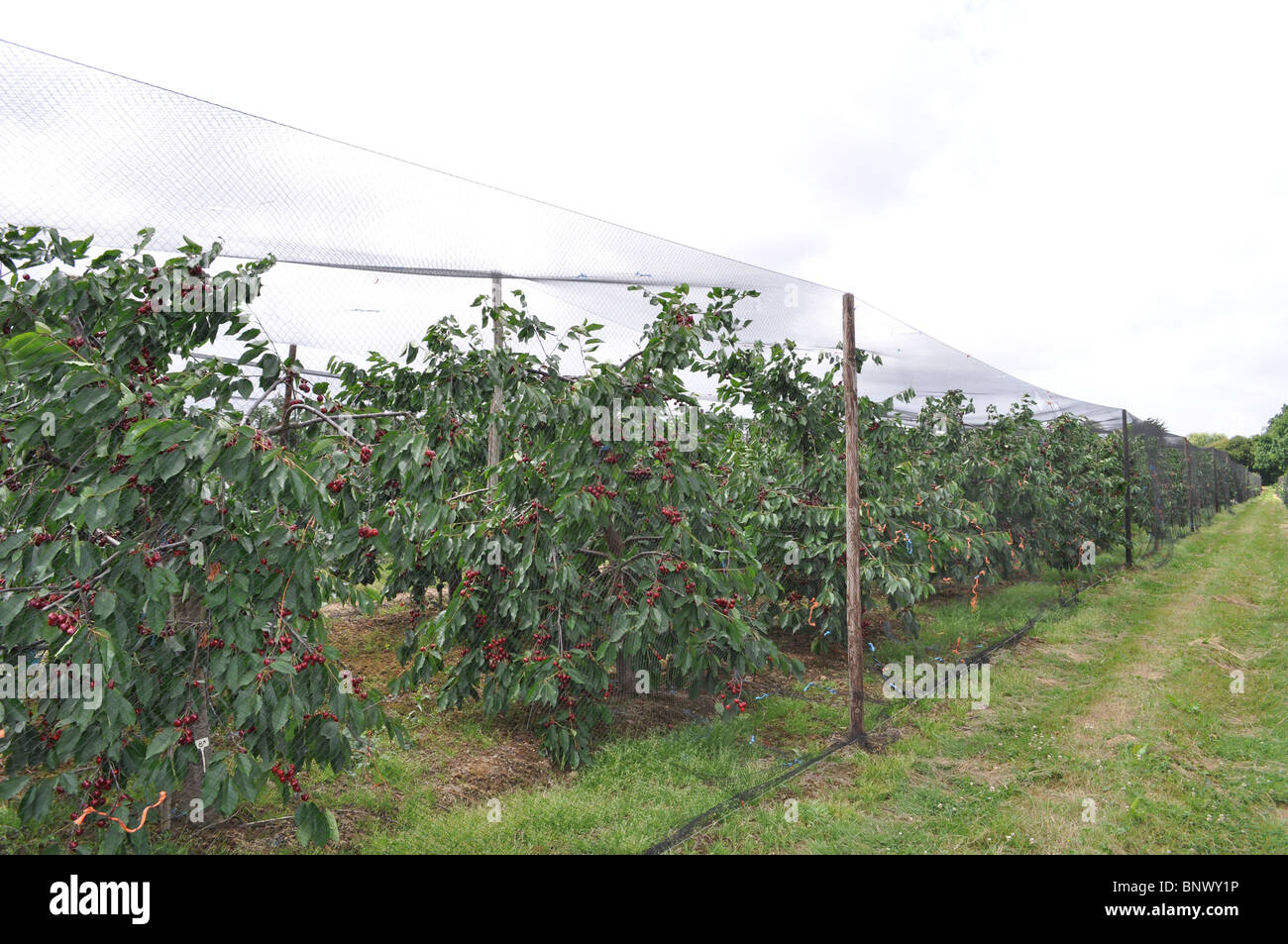The cherry orchard hi-res stock photography and images - Alamy
