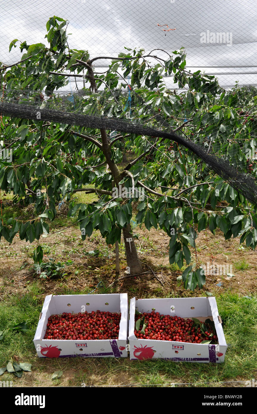 Cherry boxes under a cherry tree in an orchard Stock Photo - Alamy