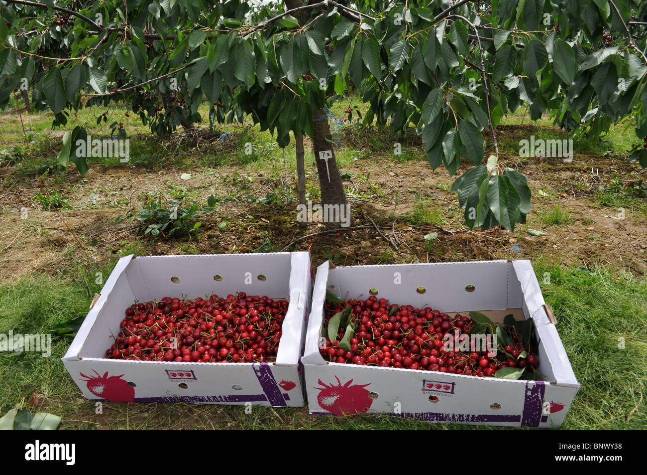 Cherry boxes under a cherry tree in an orchard Stock Photo - Alamy