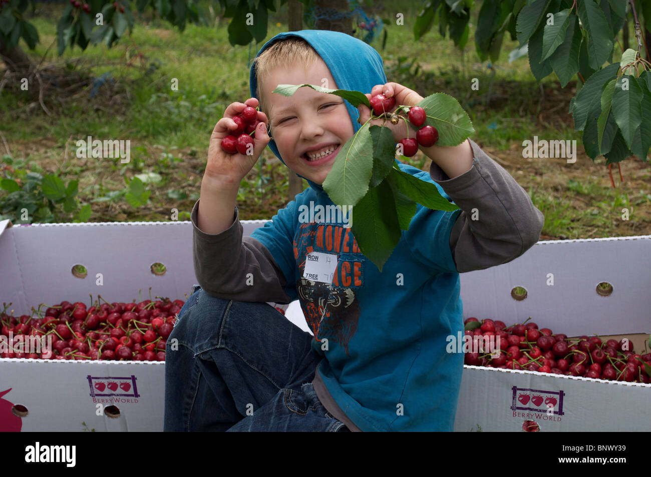 Young boy picking cherries in an orchard Stock Photo - Alamy