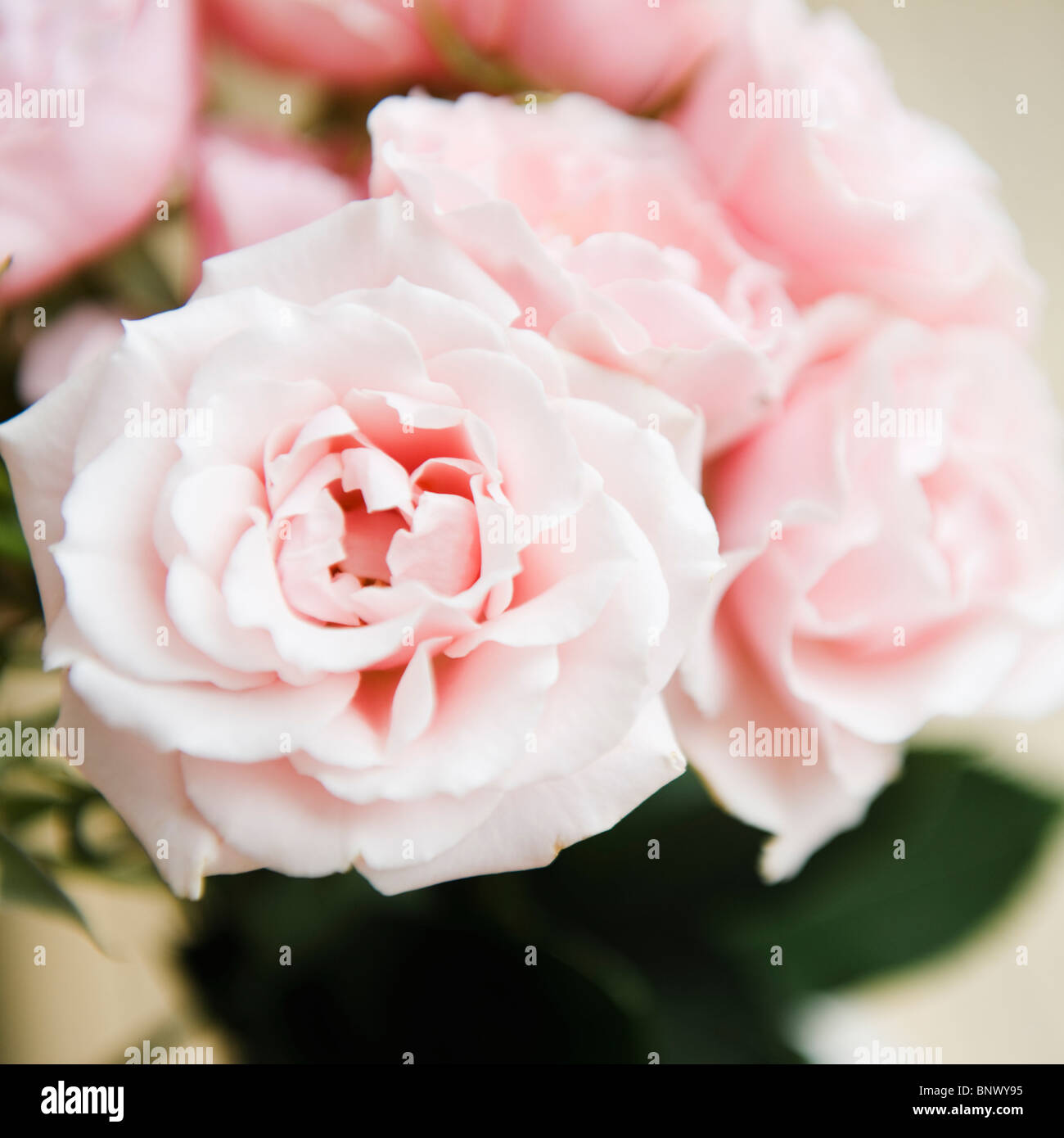 Pink garden roses Stock Photo - Alamy