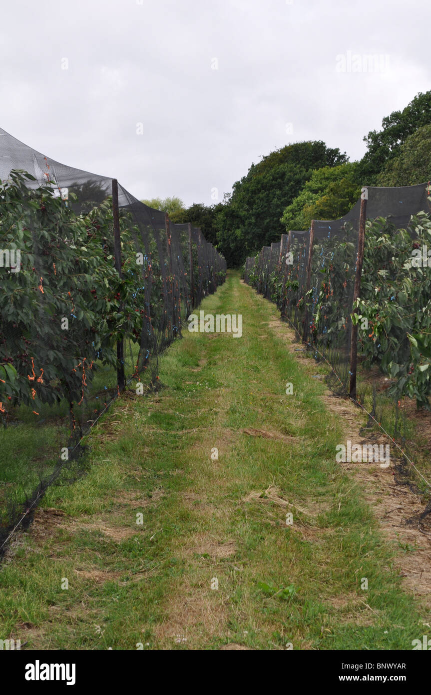 Cherry orchard hi-res stock photography and images - Alamy