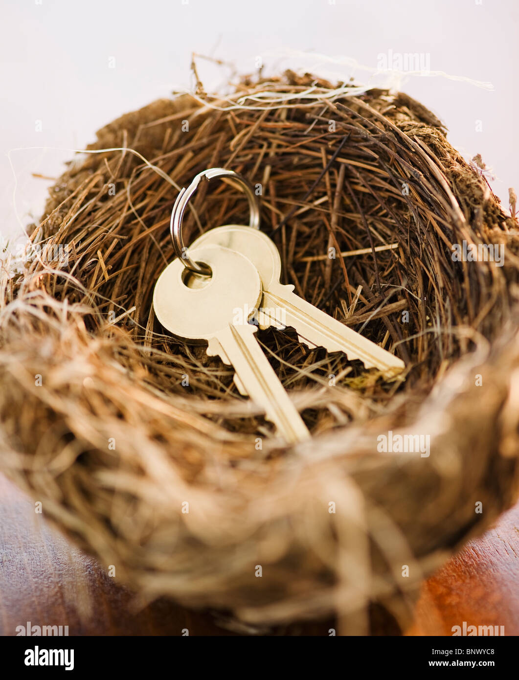 Bird security hi-res stock photography and images - Alamy