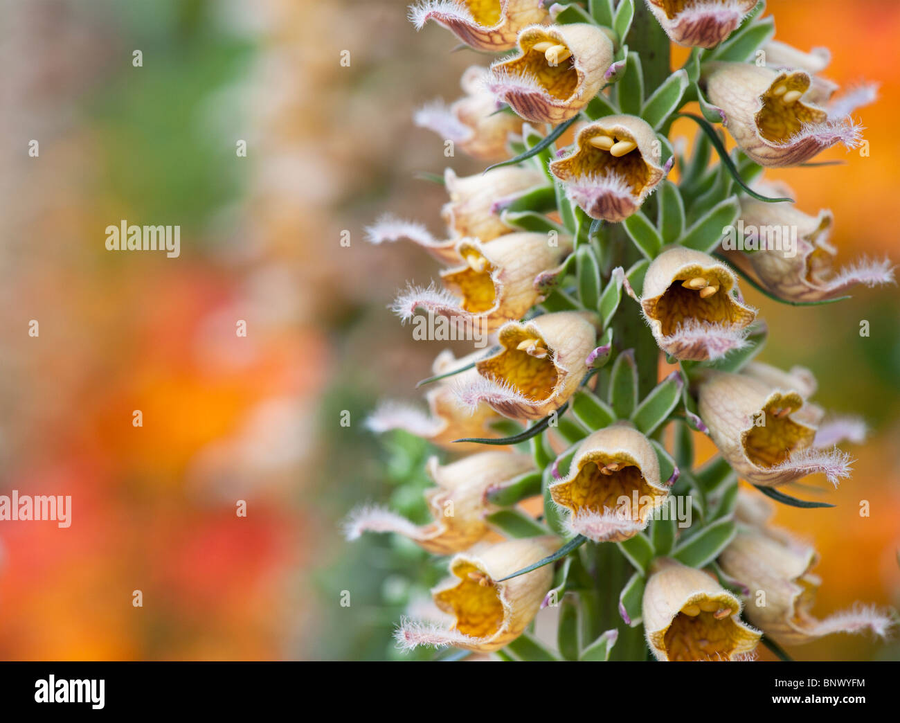 Digitalis ferruginea. Rusty foxglove Stock Photo - Alamy
