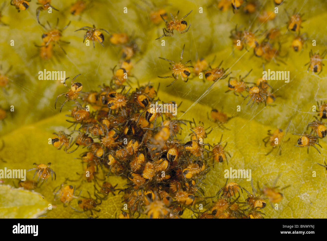 Young spiderlings of common garden spider, Araneus diadematus group ...