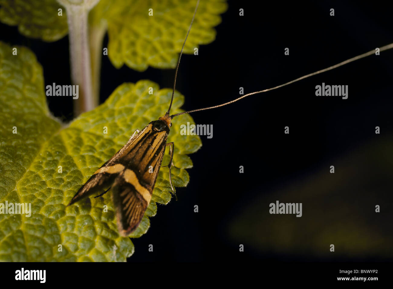 Longhorn moth, Nemophora degeerella with antennae up to four times ...