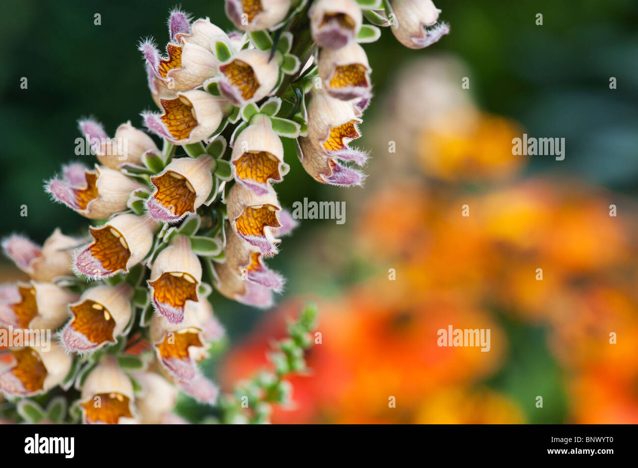 Digitalis ferruginea. Rusty foxglove Stock Photo - Alamy