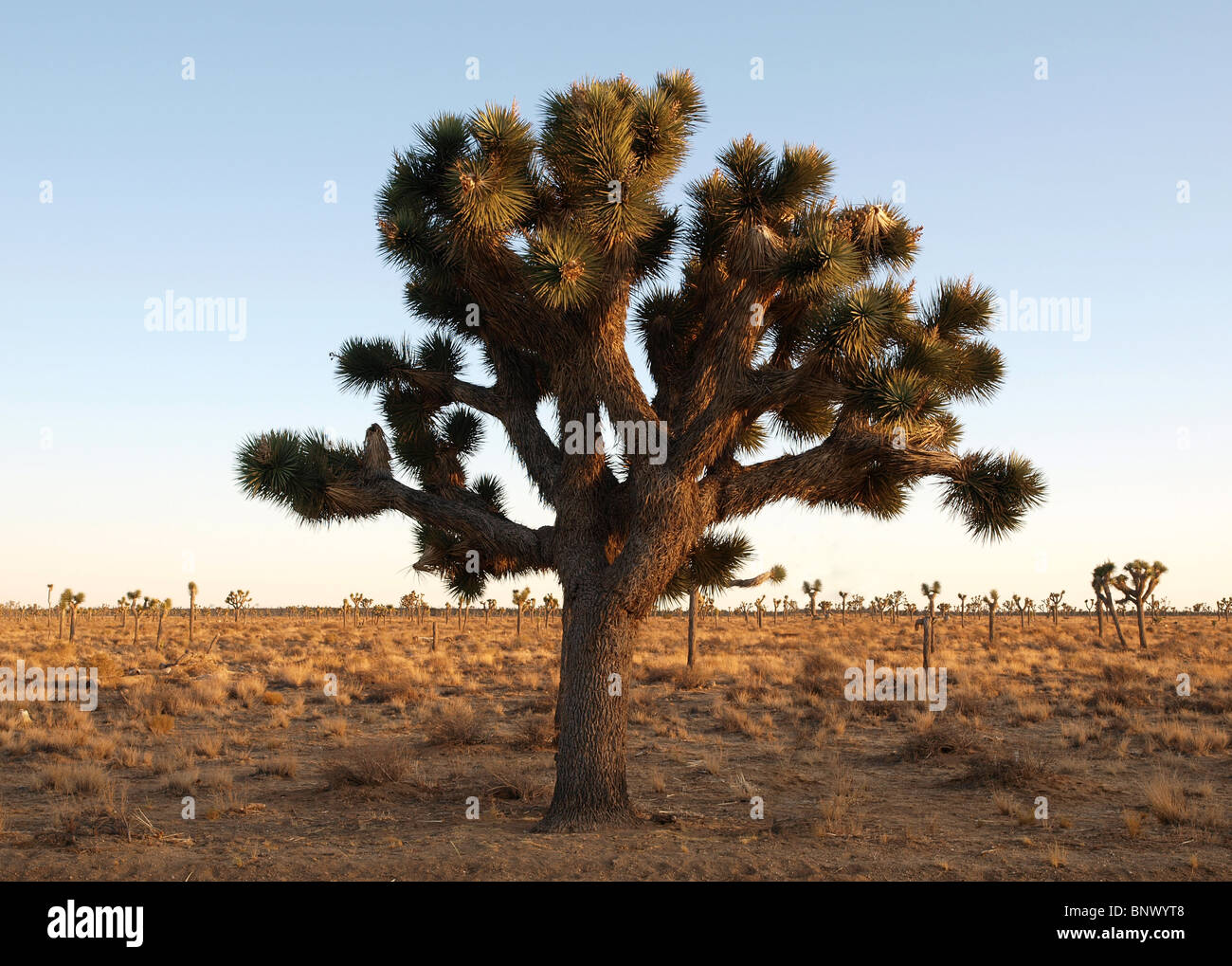 Giant, old Joshua Tree in a California's Mojave Desert National Park ...