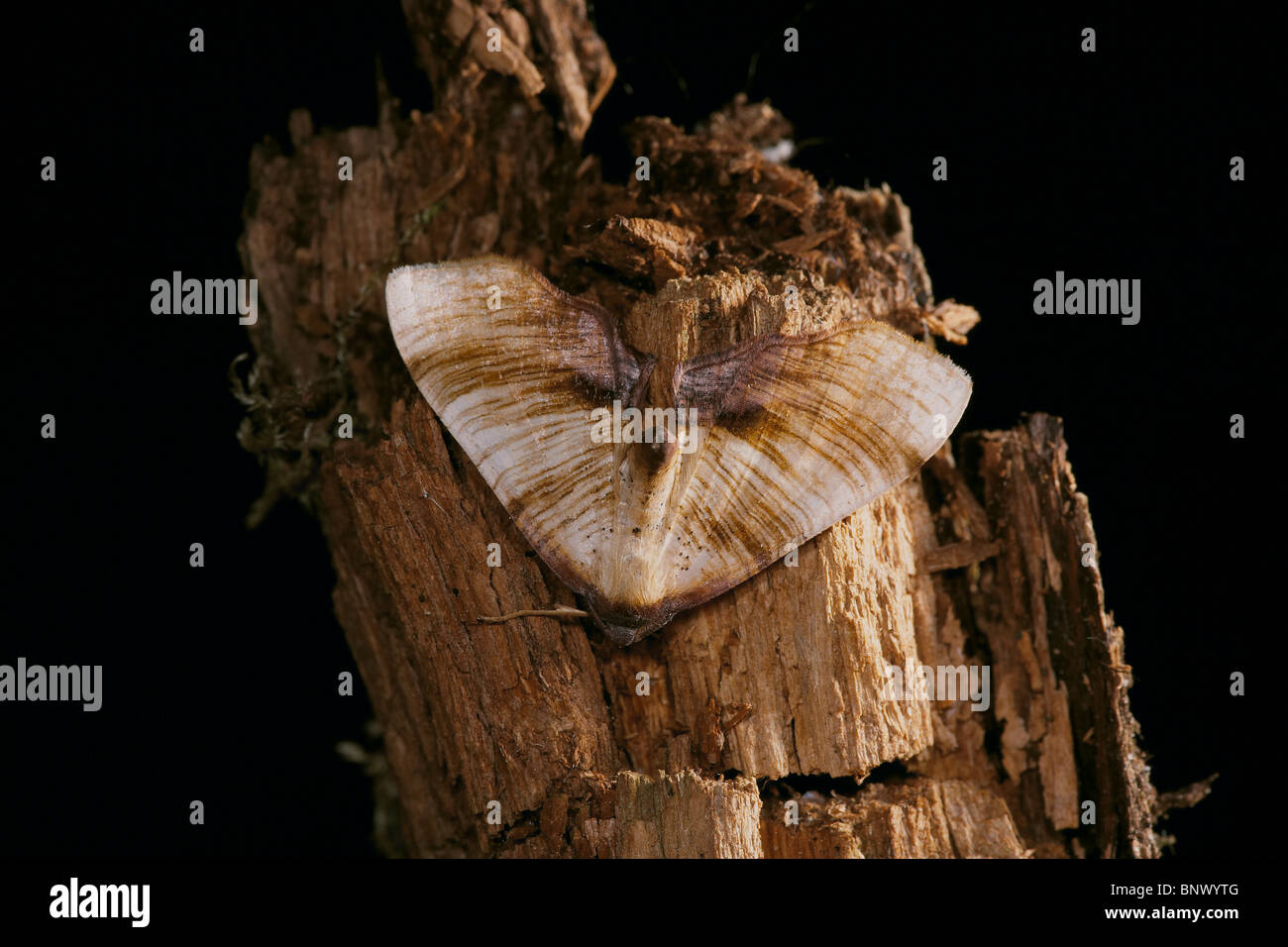Scorched wing, Plagodis dolabraria moth UK Stock Photo - Alamy