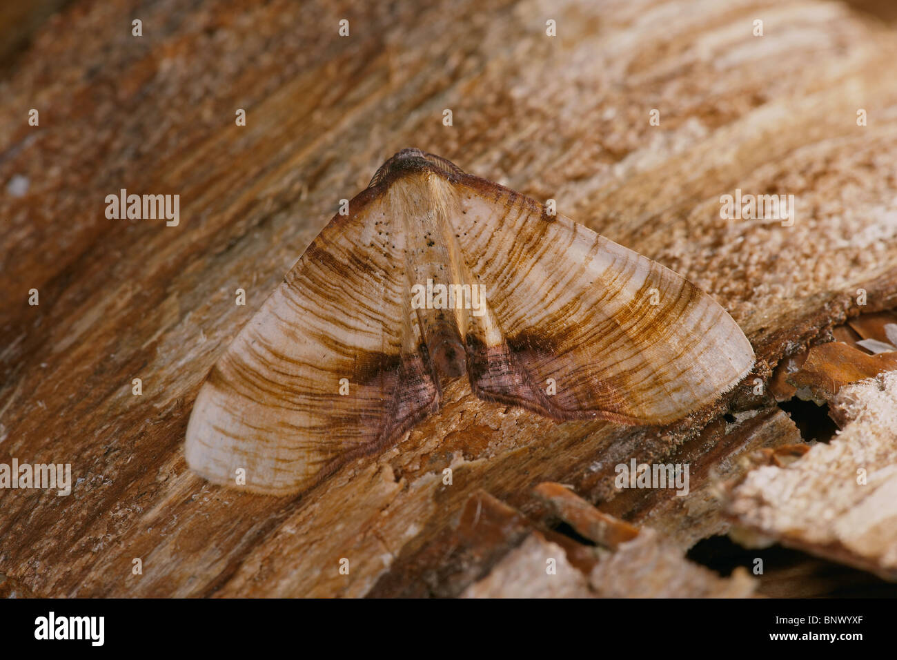 Scorched wing, Plagodis dolabraria moth UK Stock Photo - Alamy