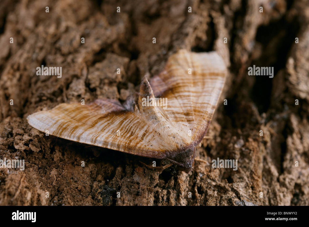 Scorched wing, Plagodis dolabraria moth UK Stock Photo - Alamy