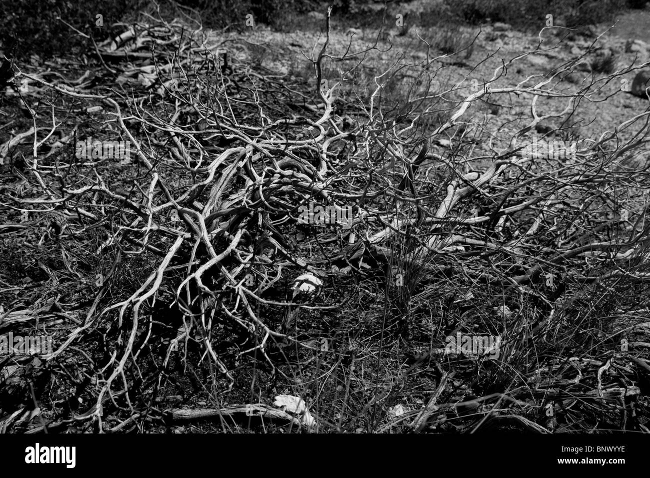 A leafless shrub in the desert Stock Photo - Alamy