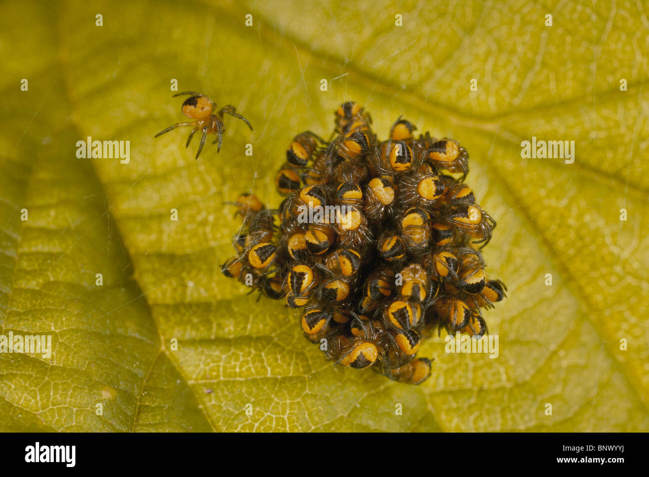 Spiderlings hi-res stock photography and images - Alamy