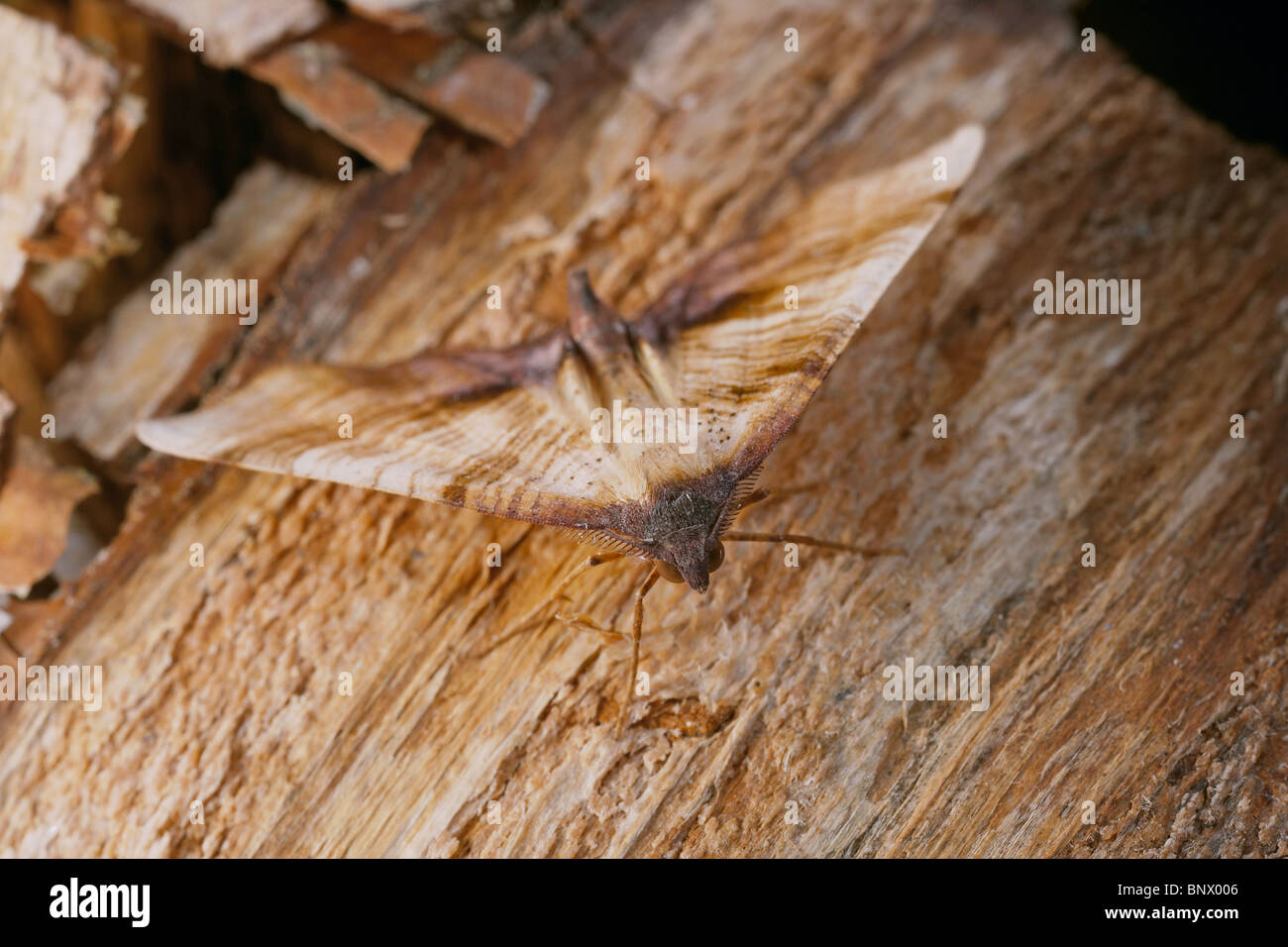 Scorched wing, Plagodis dolabraria moth UK Stock Photo - Alamy