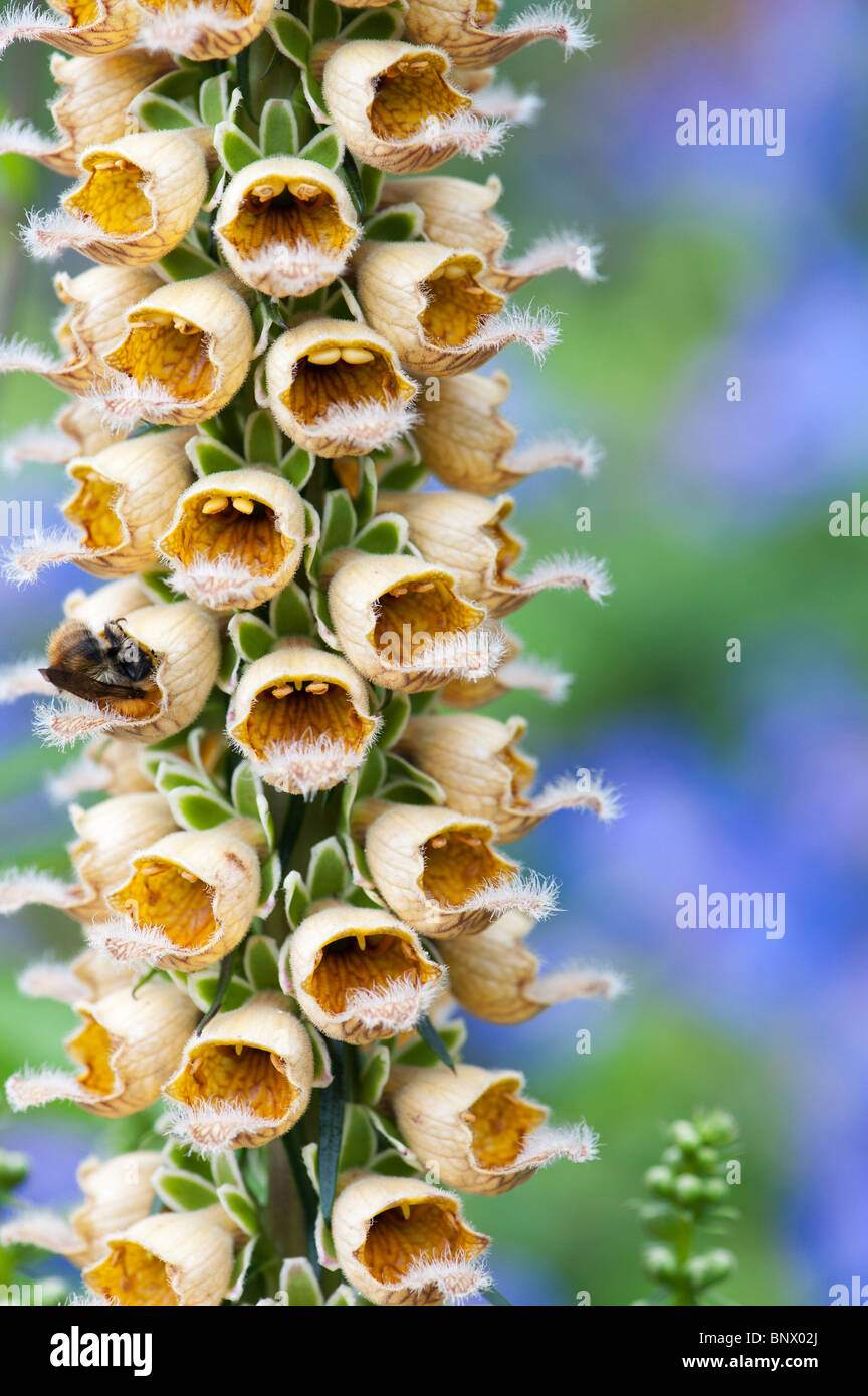 Digitalis ferruginea. Rusty foxglove Stock Photo - Alamy