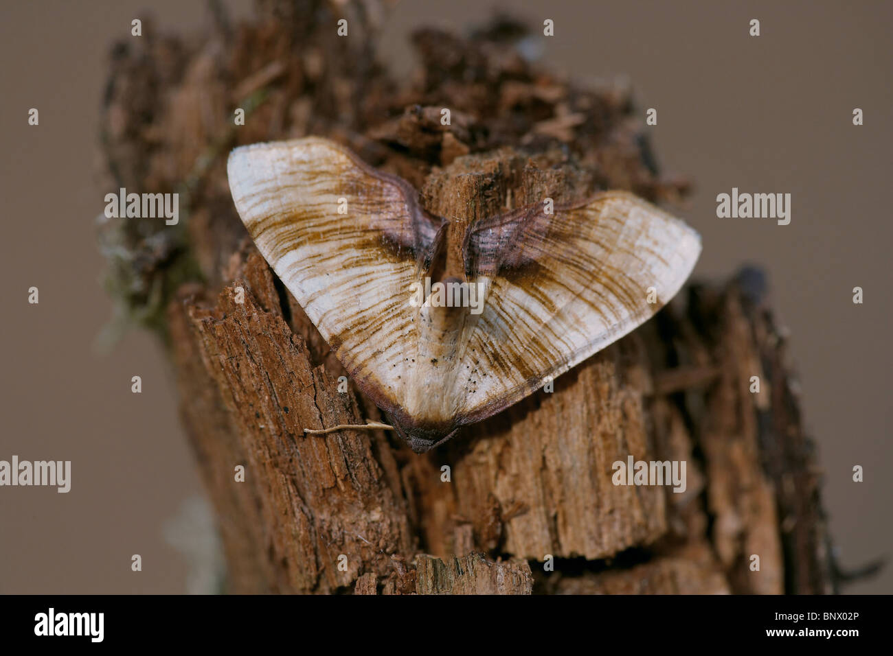 Scorched wing, Plagodis dolabraria moth UK Stock Photo - Alamy
