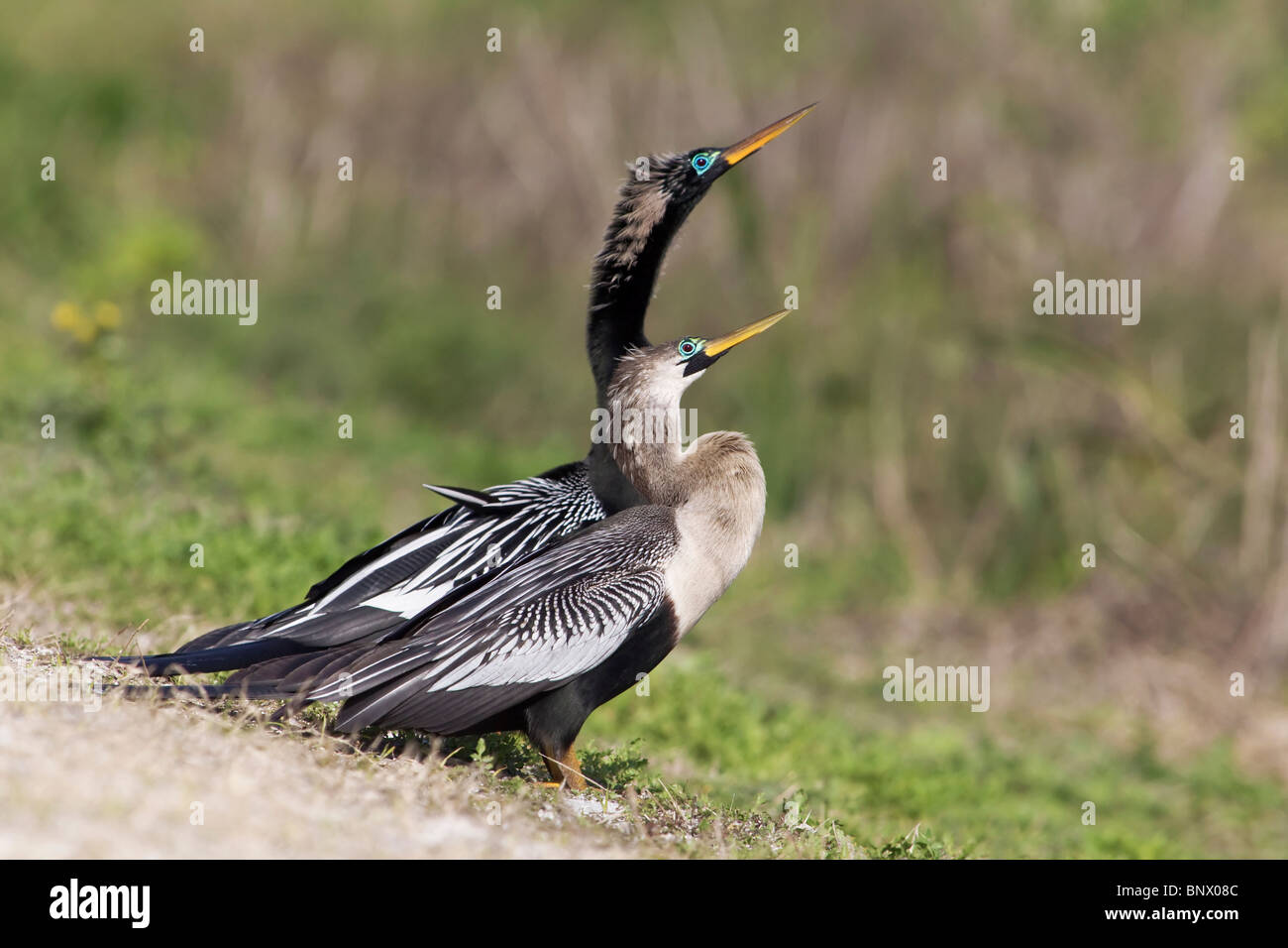 Anhinga breeding pair Stock Photo - Alamy