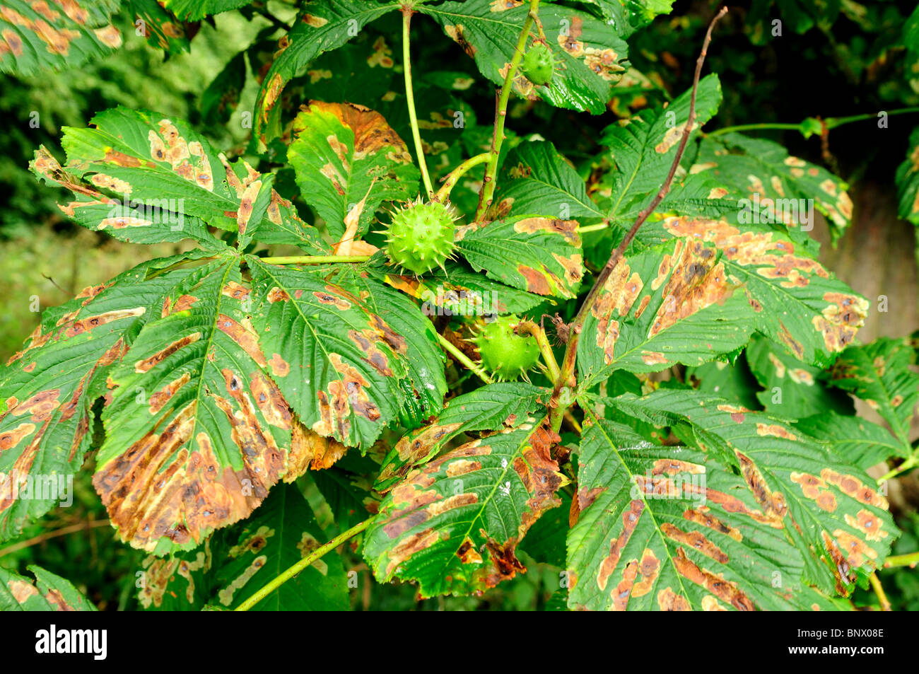 Infested Leaves High Resolution Stock Photography and Images - Alamy