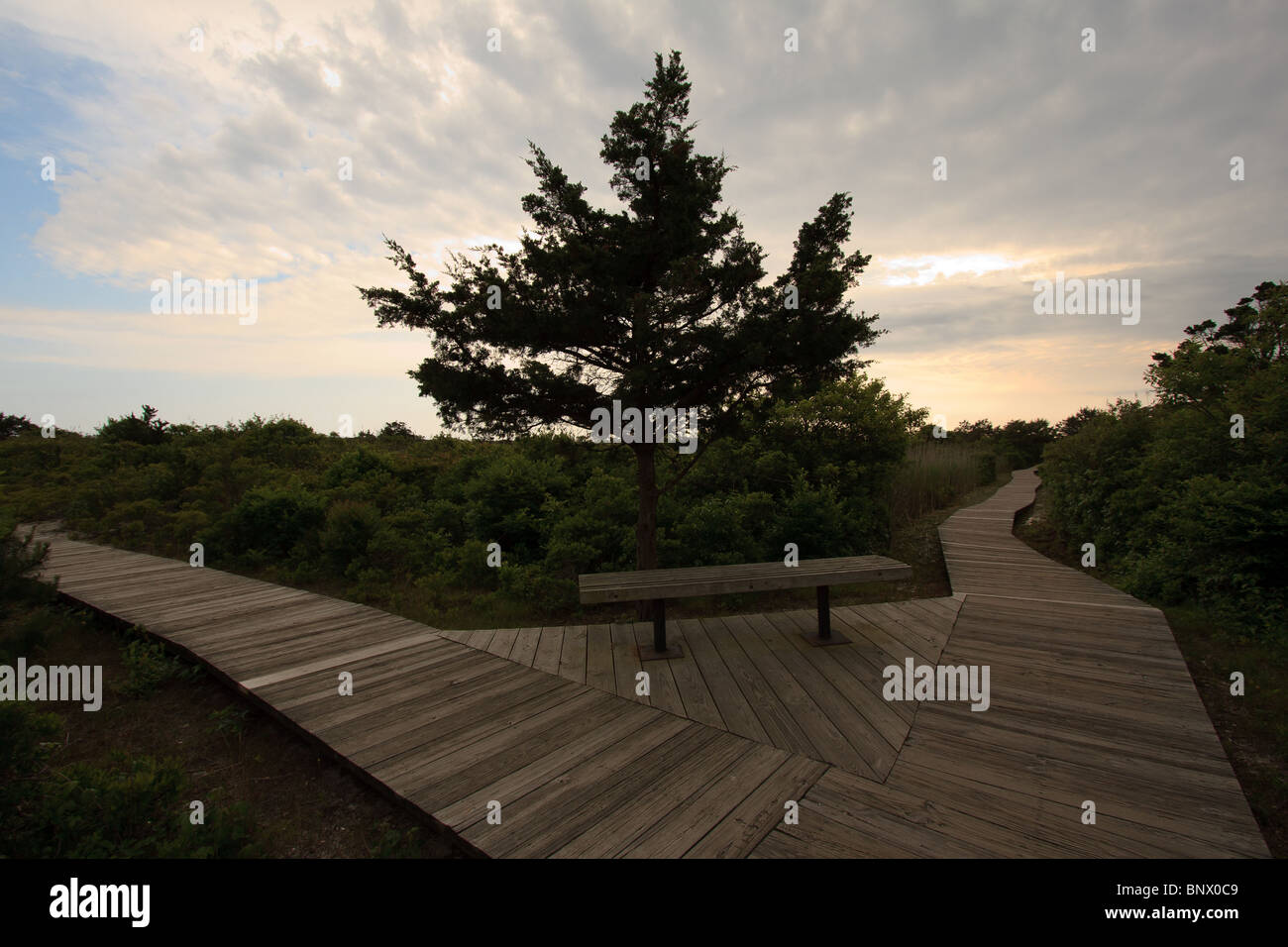 A tree marking a split in a path Stock Photo - Alamy