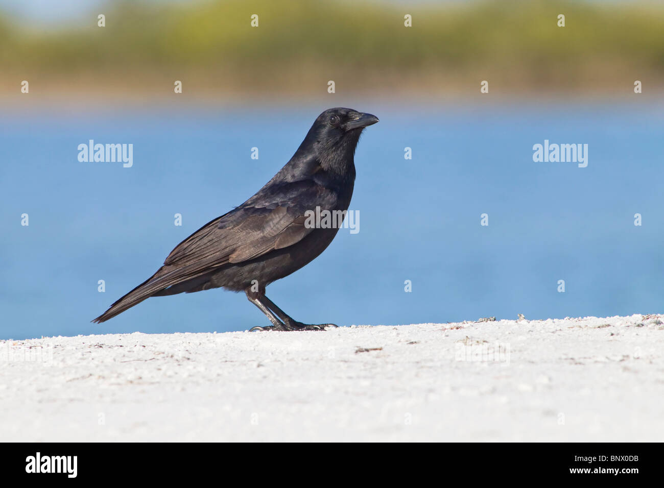 American Fish Crow Stock Photo - Alamy