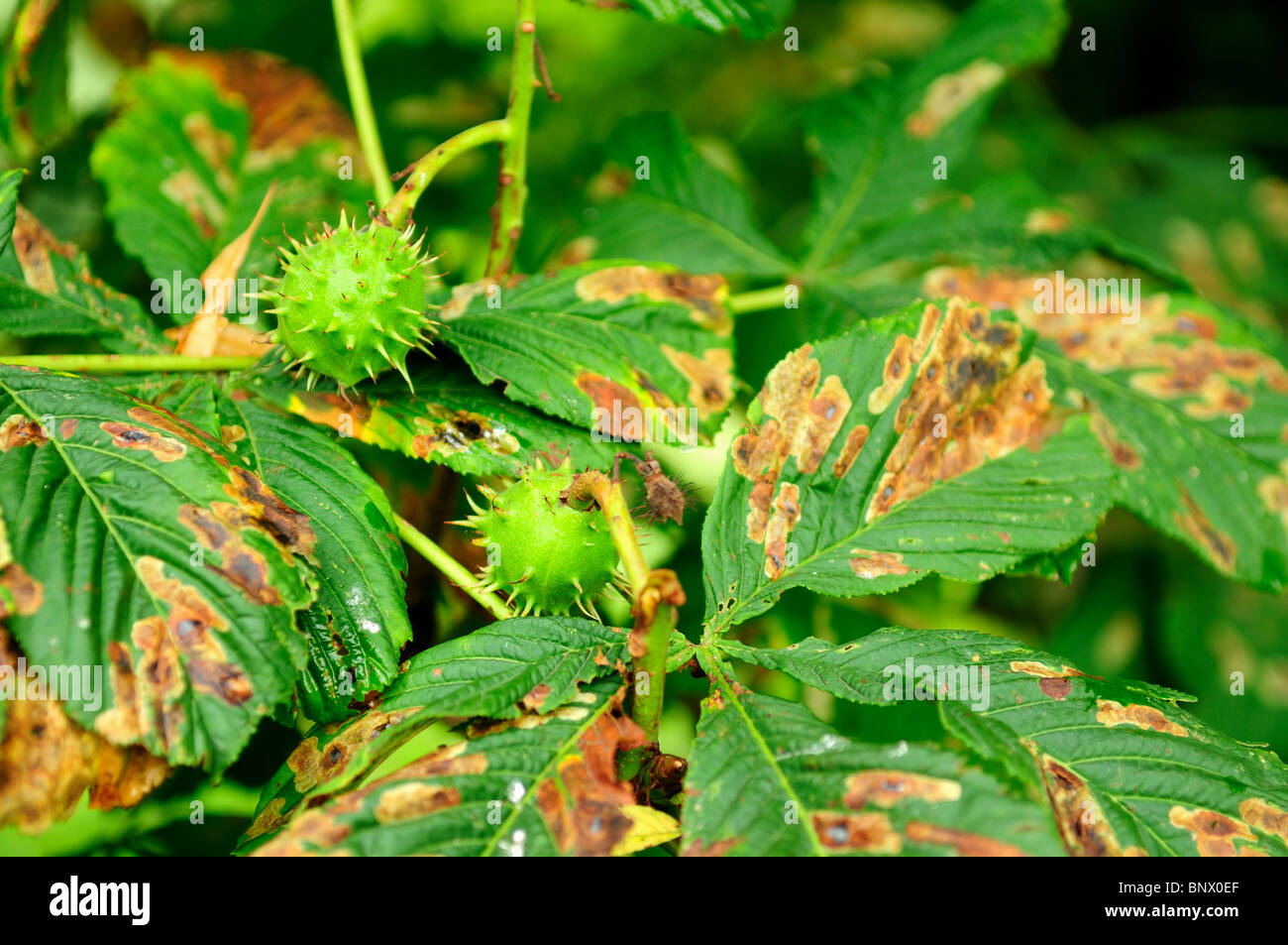 Horse Chestnut Leave Miner 'Cameraria Ohridella'(bleeding canker Stock ...