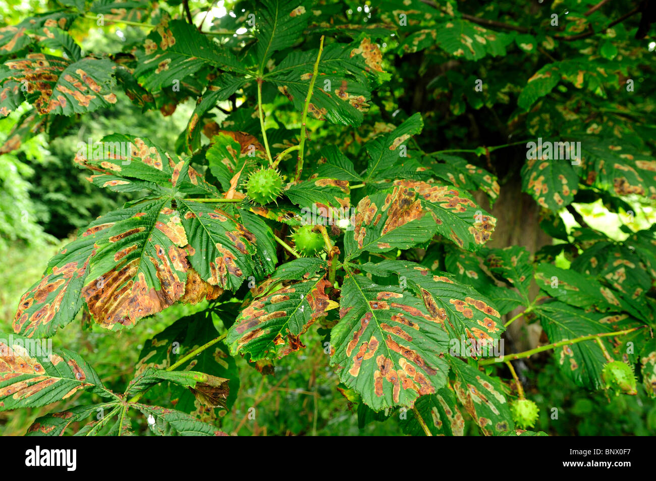 Horse Chestnut Leave Miner 'Cameraria Ohridella'(bleeding canker Stock ...