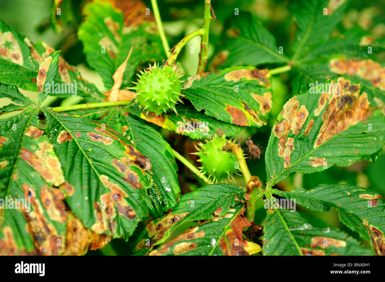 Horse Chestnut Leave Miner 'Cameraria Ohridella'(bleeding canker Stock ...