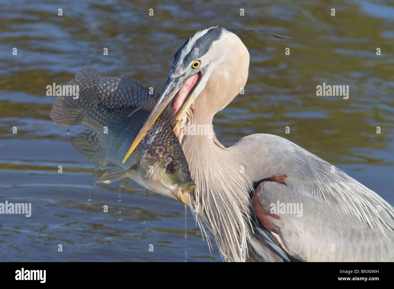 Great Blue Heron with catch Stock Photo - Alamy