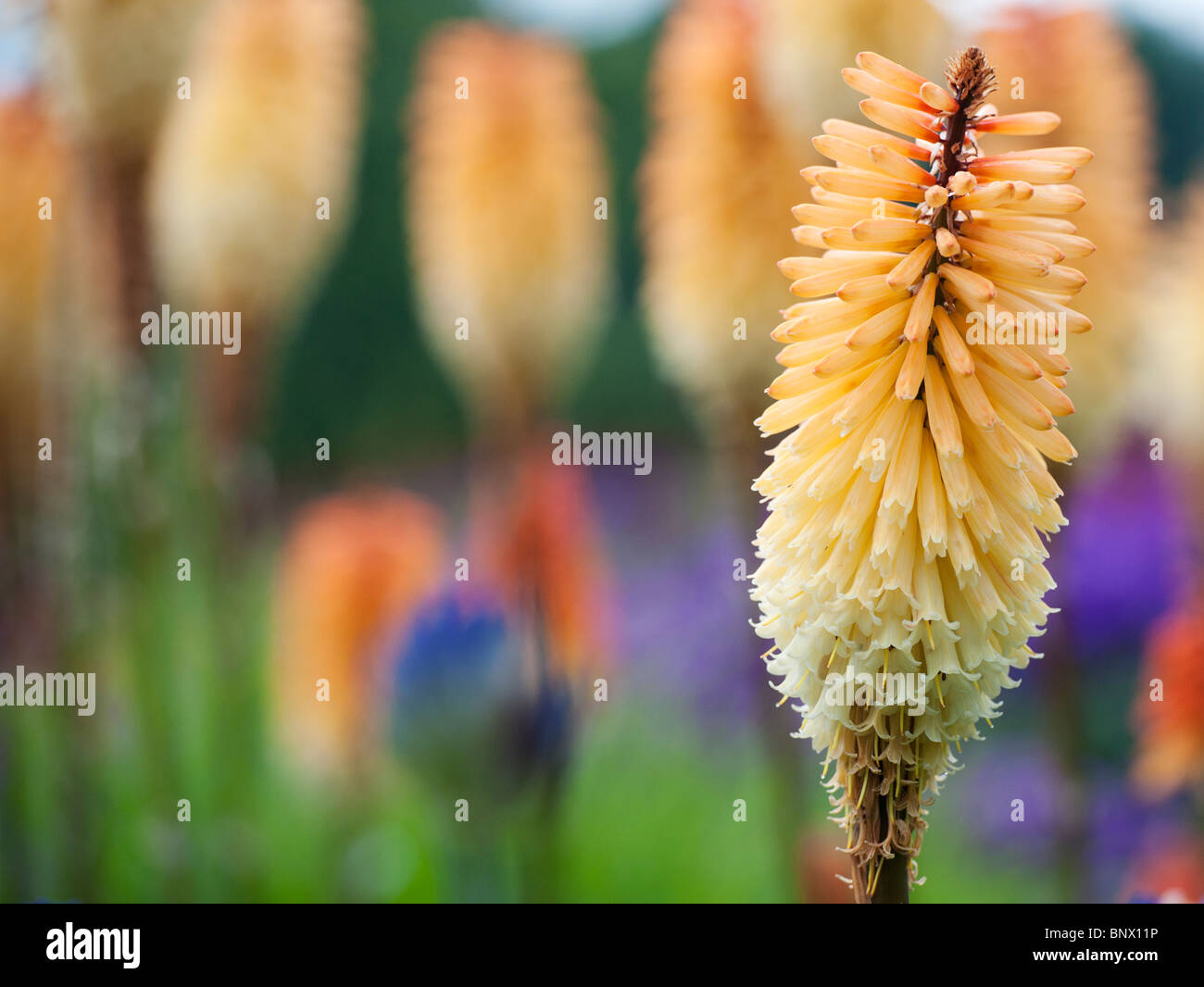 Kniphofia tawny king hi-res stock photography and images - Alamy
