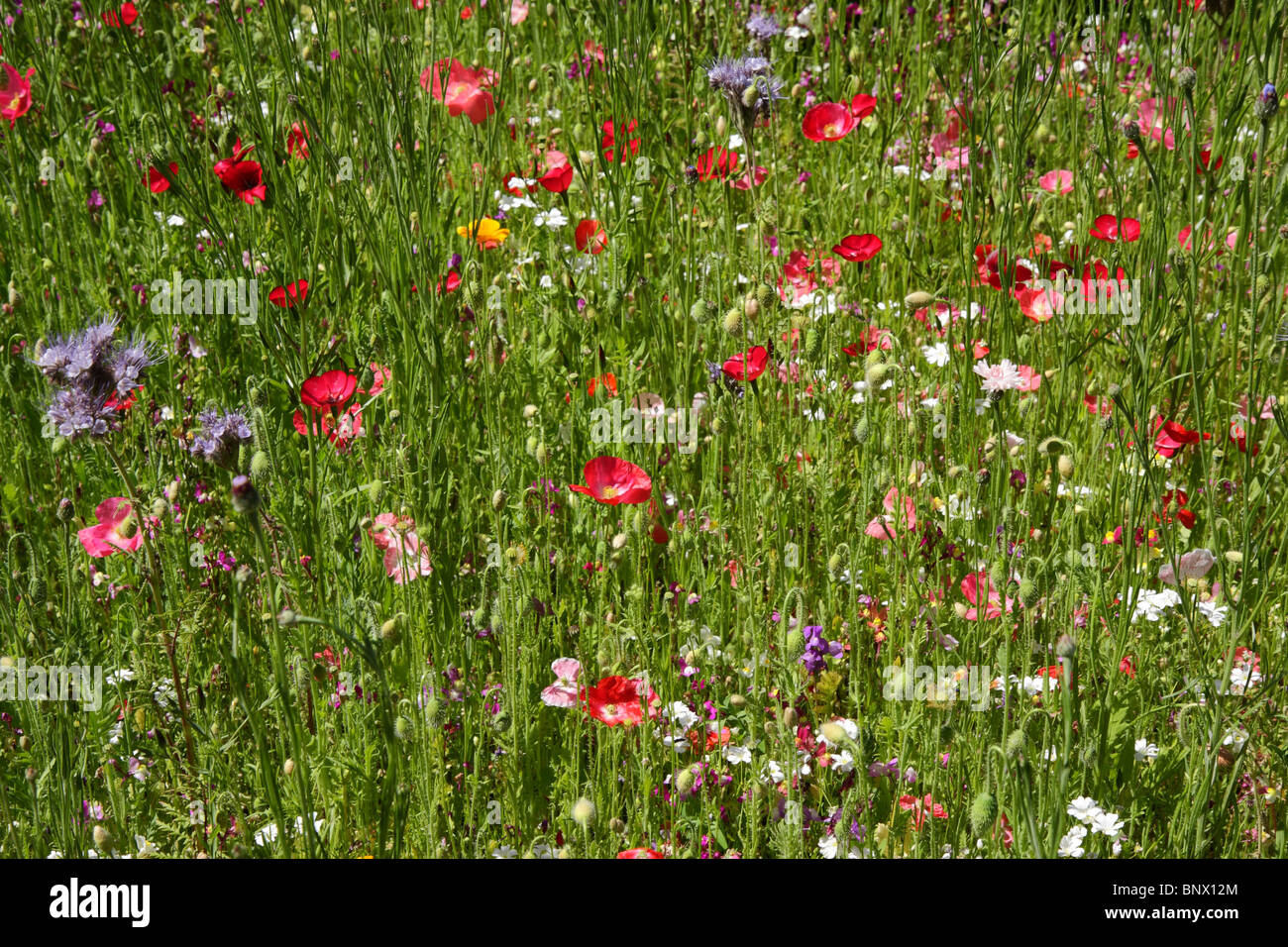 Colorful flowers in grass Stock Photo - Alamy