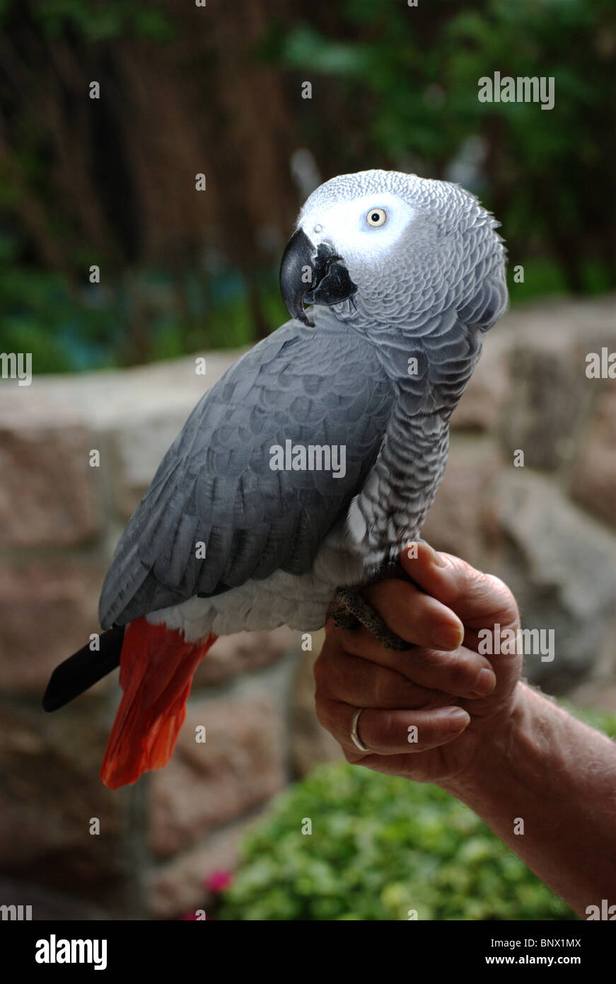 Old parrot hi-res stock photography and images - Alamy