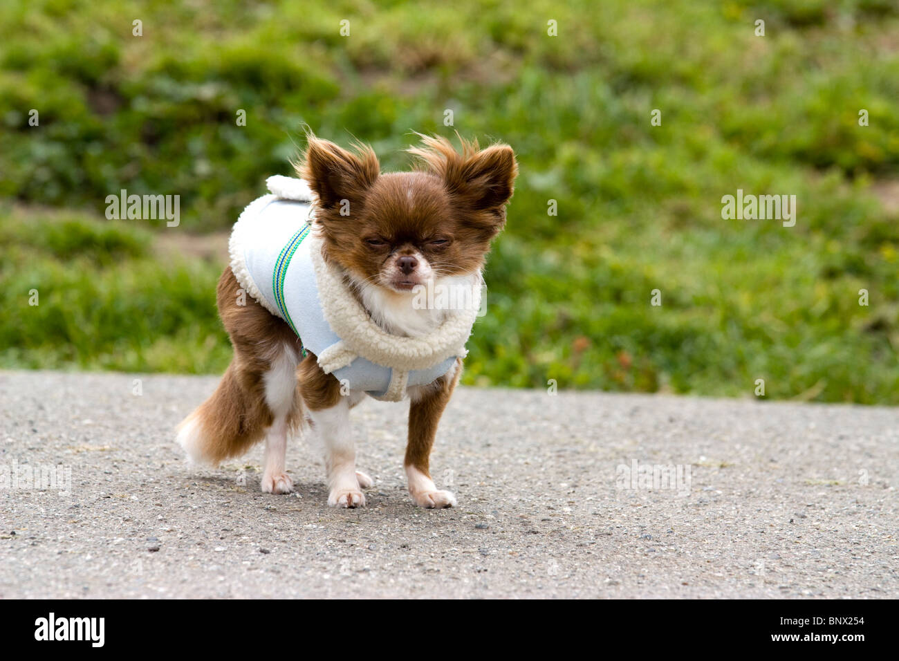 Pretty little dog with a cute dress in San Francisco Stock Photo - Alamy