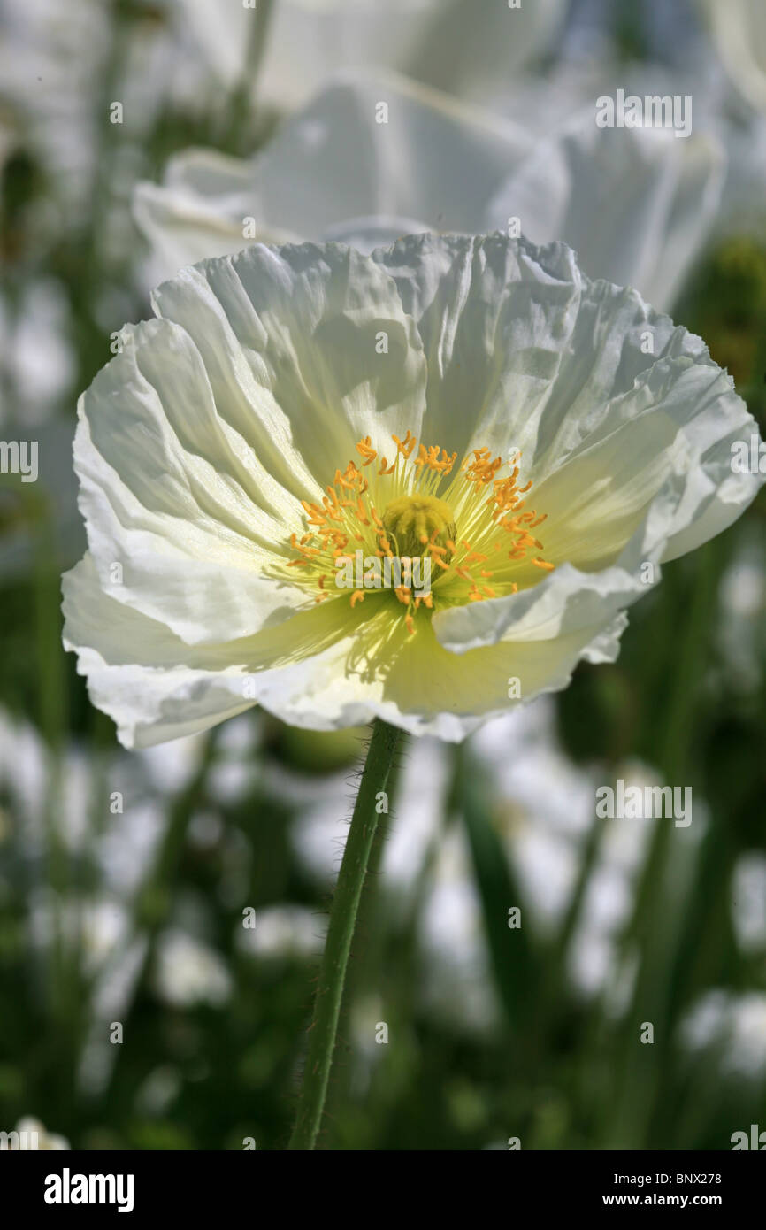 White poppy hi-res stock photography and images - Alamy