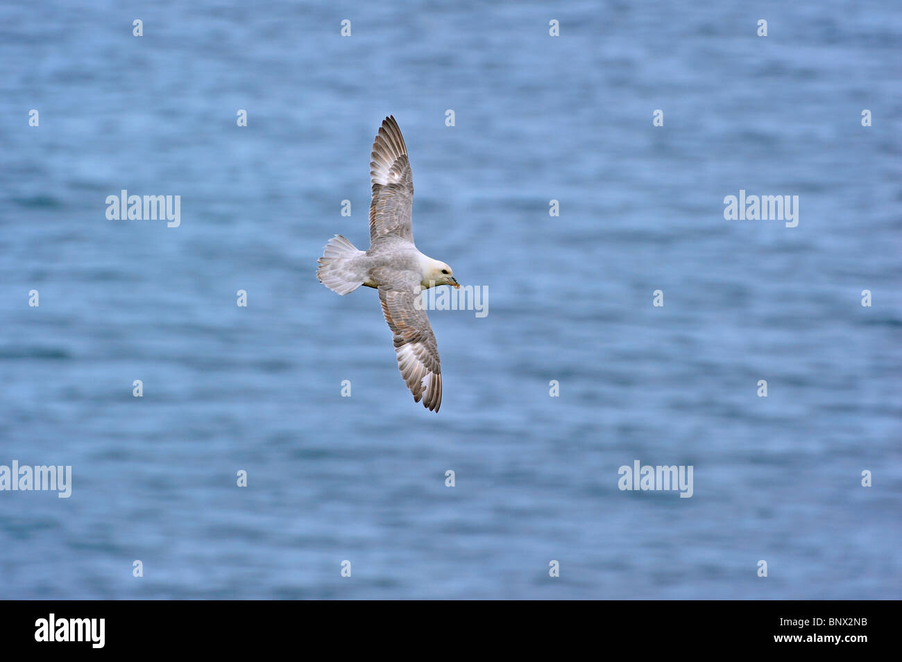 Northern Fulmar / Arctic Fulmar (Fulmarus glacialis) at flight over sea ...