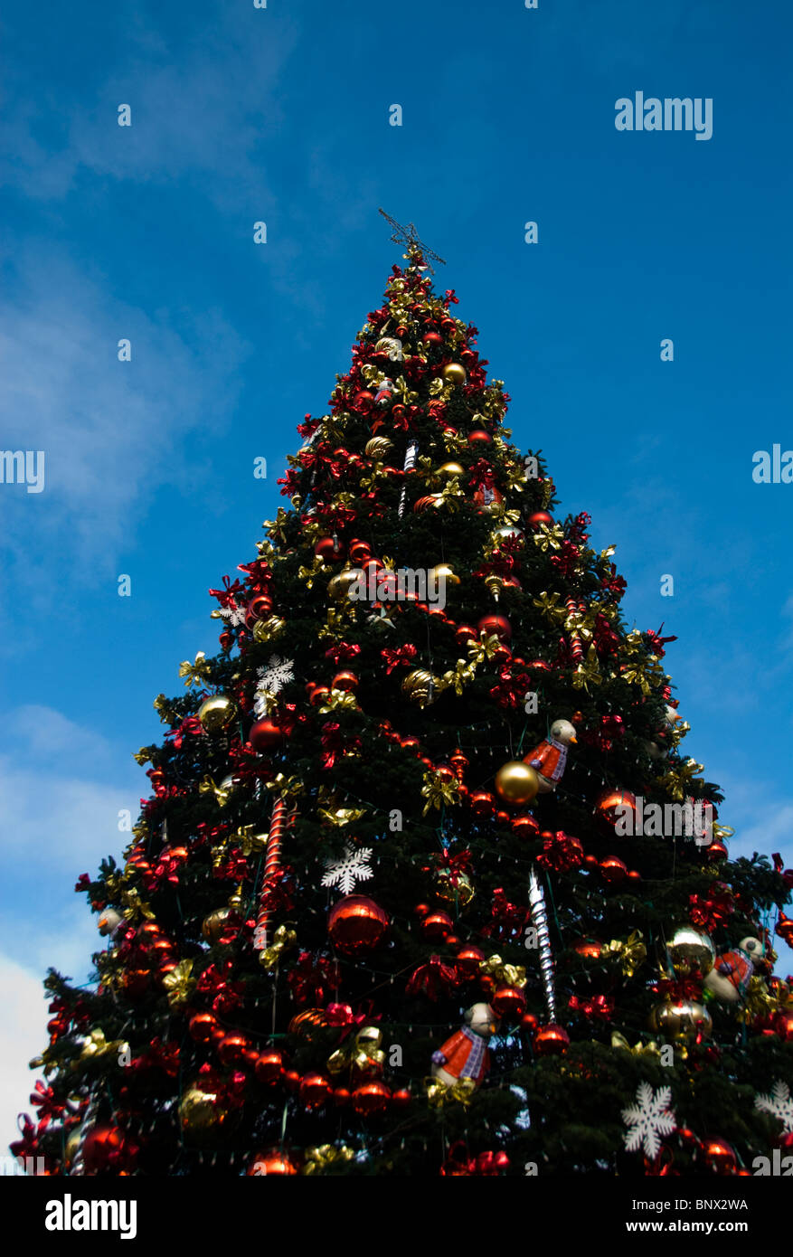 Tree and pier hi-res stock photography and images - Alamy