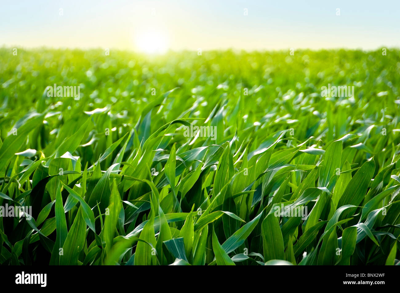 Maize field in sunset (or sunrise Stock Photo - Alamy