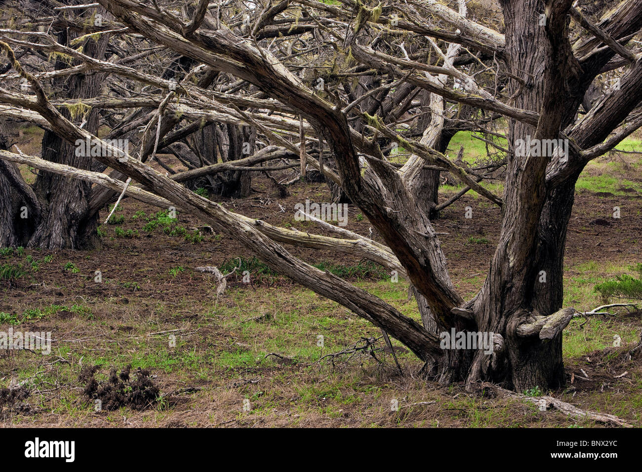 Ghost Cypress trees in Pt. Lobos State Reserve, Carmel, California, USA ...