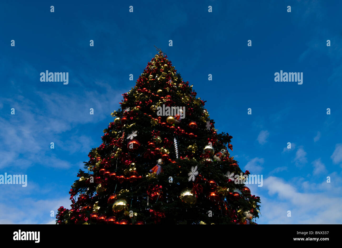 Tree and pier hi-res stock photography and images - Alamy