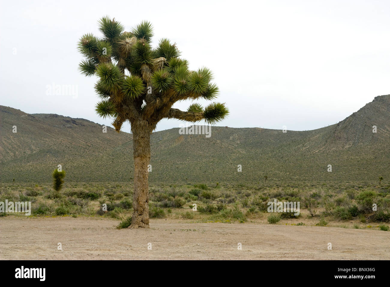 Joshua tree in the desert of the death valley Stock Photo - Alamy