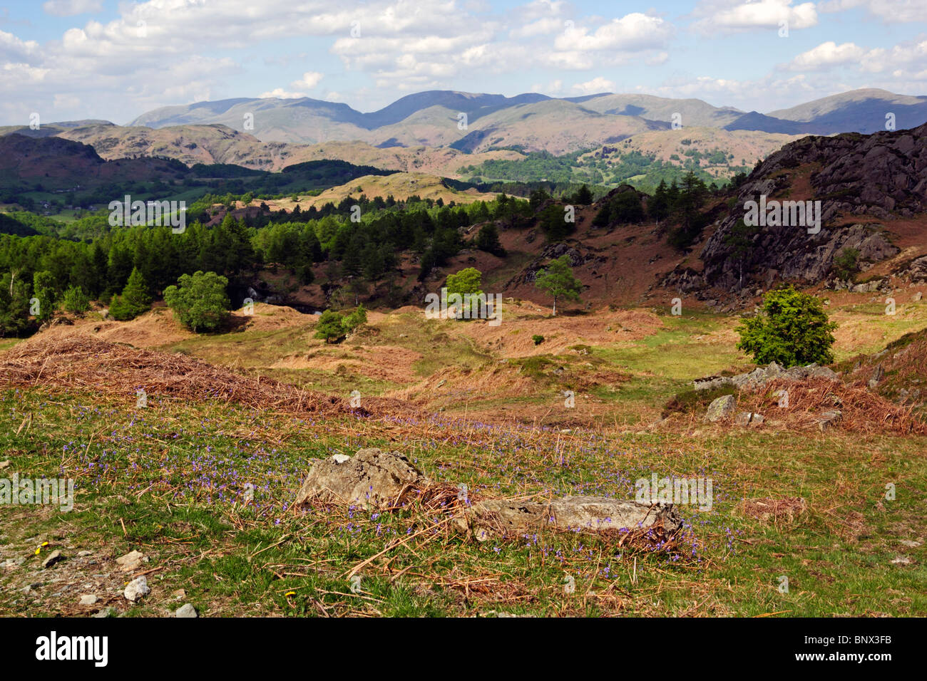 Looking over towards the Helvellyn range from Holme Fell in the Lake District National Park ...